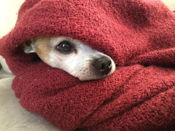 The Real Reason Rescue Dogs Wake Up Screaming (And What They’re ...