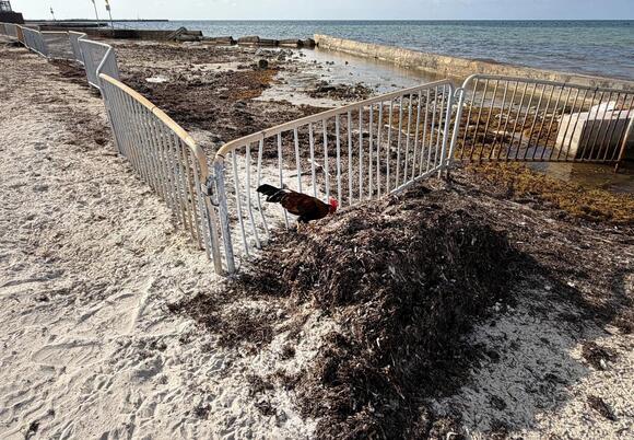A sea of sargassum floods Key West beaches - NewsBreak