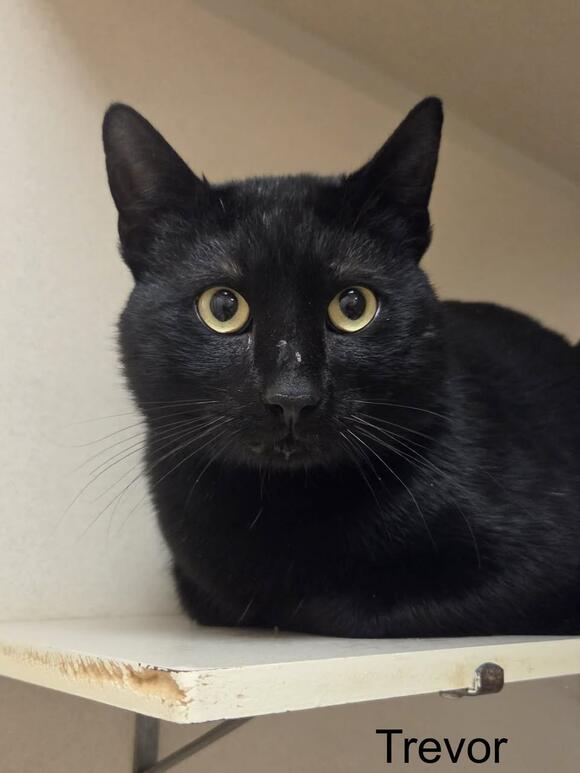 New pets available for adoption at county shelter - NewsBreak
