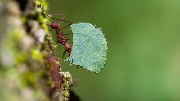 The Strongest Insect Alive Can Lift Over 1,000 Times Its Body Weight ...