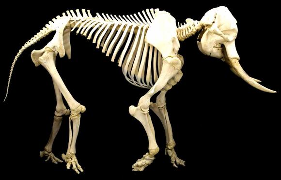 The First Dinosaur Bone Ever Discovered — and Who Found It - NewsBreak
