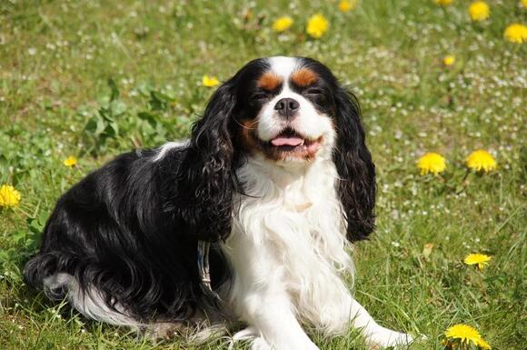 The Perfect Dog Breed for Each Zodiac Sign - NewsBreak