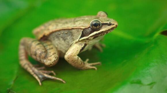 12 Animals That Can Freeze Themselves to Survive Winter - NewsBreak