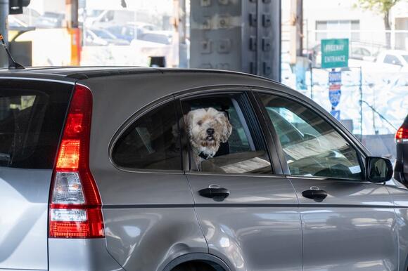 Is it Okay To Let Your Dog Stick Their Head out the Car Window? Experts ...