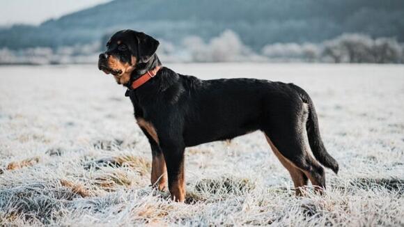 Which Dog Breed Matches Your Zodiac Sign’s Hidden Emotional Needs ...