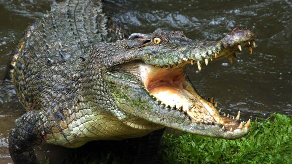 The Most Powerful Bite Forces in the Animal Kingdom - NewsBreak