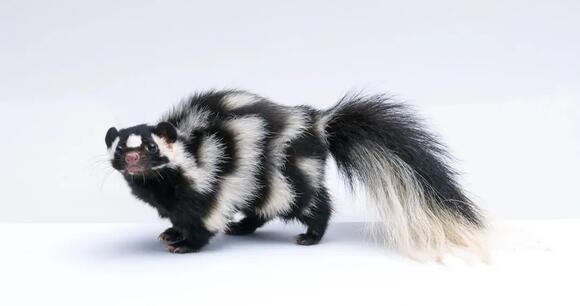 The US States With the Most Skunks - NewsBreak