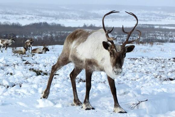 10 Extraordinary Capabilities of Reindeer That Make Them Perfect for ...