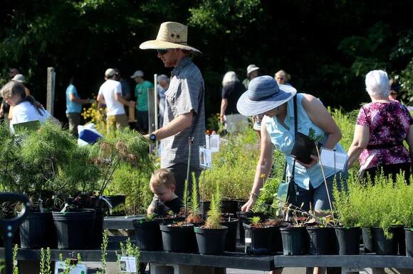 Native Plant Sale returns to UF, with hundreds of species available ...