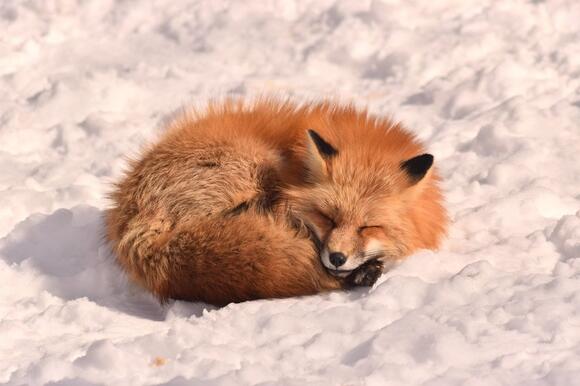 Foxes Curl Into a Ball to Sleep in Winter Snow - NewsBreak