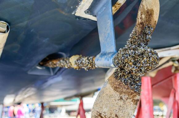US offers $550,000 to stop invasive mussels hitching rides in boat ...