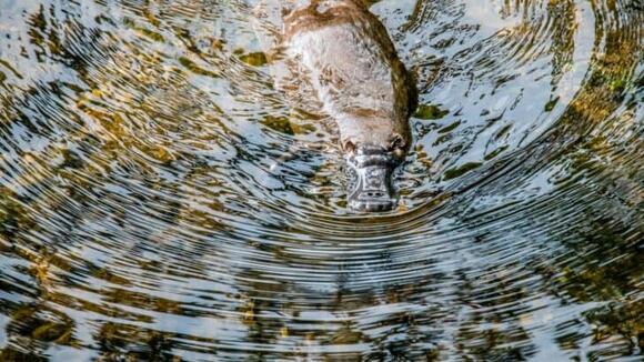 10 Animals With Bizarre Abilities That Seem Like Science Fiction ...