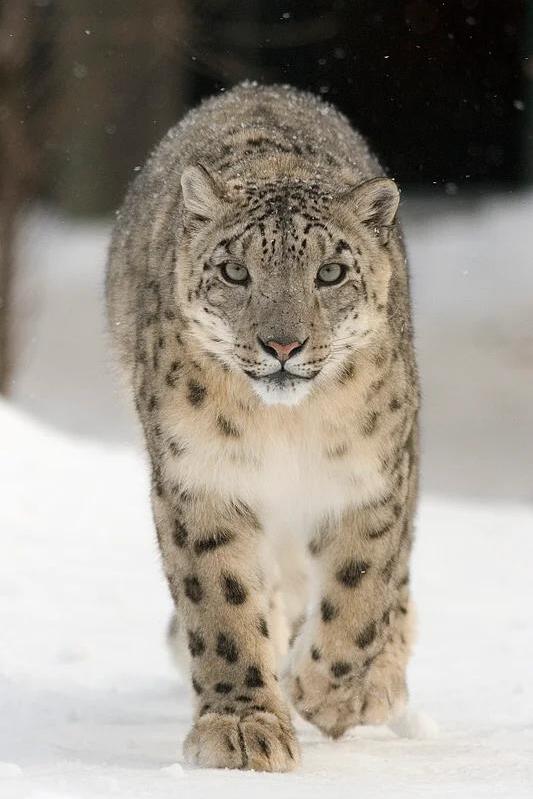 8 Big Cats That Hunt Alone by Choice - NewsBreak