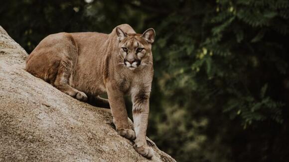 What Disney Character Would Each Popular U.S. Wild Animal Be in Real ...