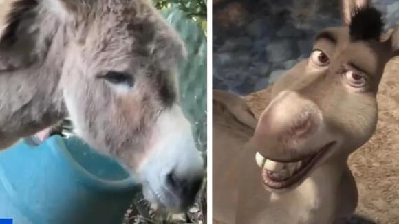 Community Comes Together For Elderly Donkey Who Inspired Beloved “Shrek ...