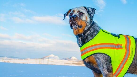 The 6 Most Common Winter Hazards for Dogs - NewsBreak