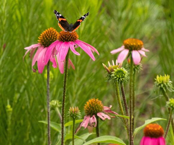 Have You Heard of Prairie Minimalism? Discover how Midwestern Gardens ...