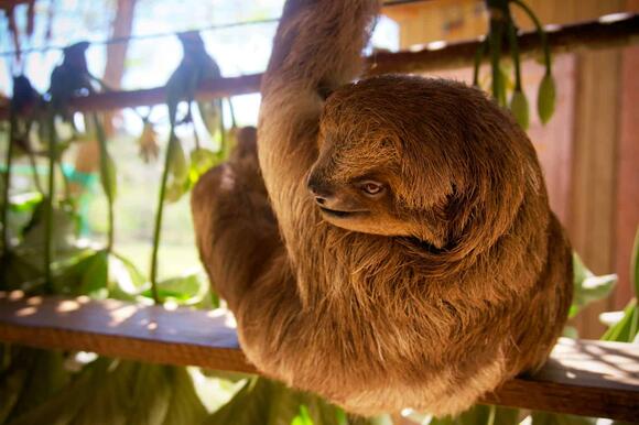 Sloths Are Slow but So Is Their Race Against Extinction - NewsBreak