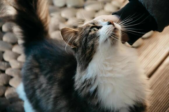8 Cat Trends That Are Dominating Social Media Right Now - NewsBreak