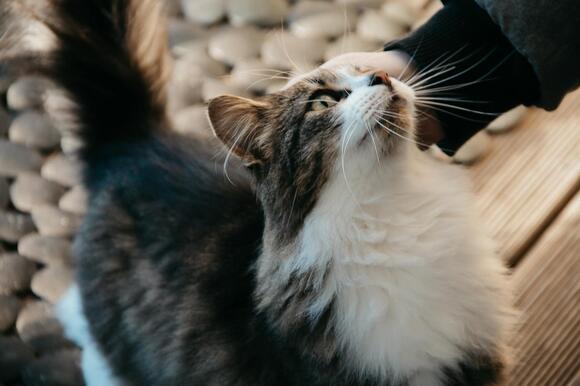 8 Cat Trends That Are Dominating Social Media Right Now - NewsBreak
