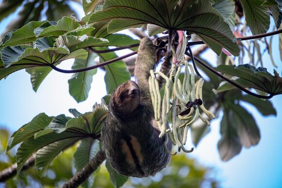 Sloths Don’t Sleep That Much — They’re Just Slow All the Time - NewsBreak