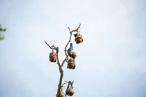 What It Means When Bats Begin Gathering Around Your Home After Sunset ...