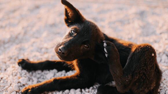 The Best Ways To Train Your Dog - NewsBreak