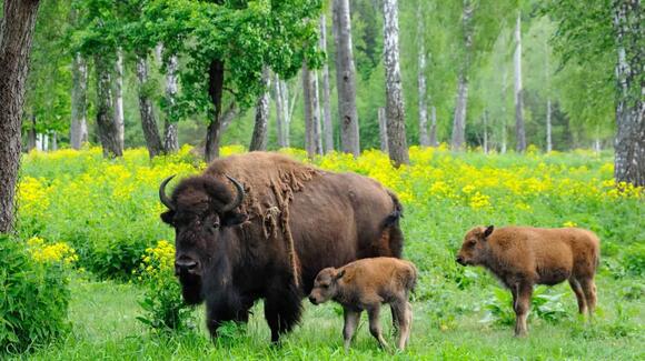 The Role of Cattle in Native American Traditions and Modern Meat ...