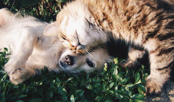 What Happens When Cats and Dogs Grow Up Together? - NewsBreak