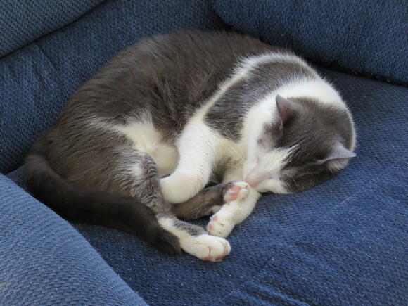 12 Daily Routines That Keep Indoor Cats Joyful - NewsBreak