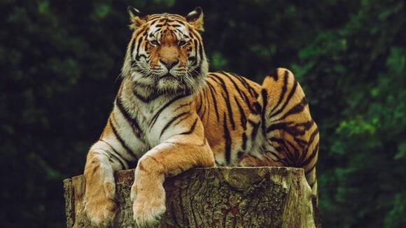 What Wild Creature Represents Your Zodiac Sign’s Core Energy - NewsBreak