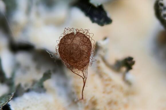 The Fungus That Hijacks Ants’ Brains — and Why It’s Not Just Horror ...