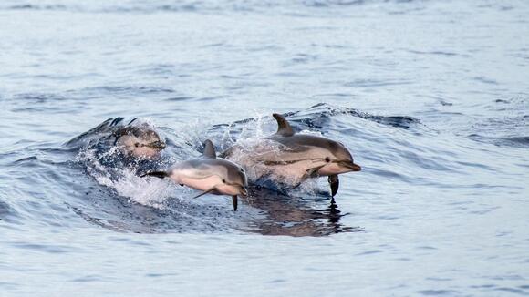 Backlash grows after Japan’s dolphin hunt ends with hundreds killed ...