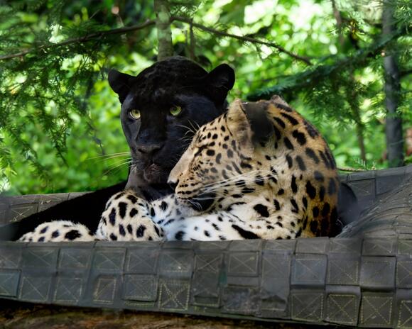 6 Times Big Cats Formed Unlikely Bonds With Humans - NewsBreak