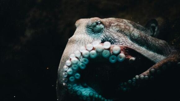 Why Octopuses Are Considered the Smartest Invertebrates - NewsBreak