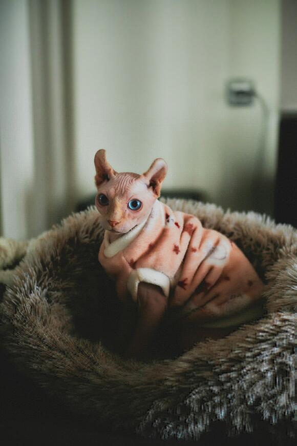 6 Cat Fashion Trends That Are Taking Over Social Media - NewsBreak