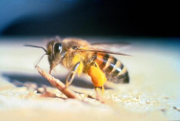 Which Bees Actually Sting? The Definitive Guide to Dangerous vs ...