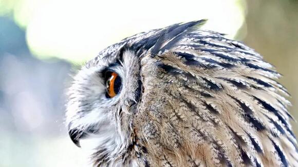 10 Amazing Facts About Owls That Will Make You Look at Them Differently ...