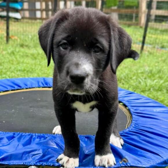 🐶 Playful Labrador Puppies Ready for Adoption in Apex, NC - NewsBreak