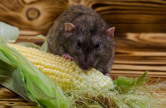 House in New York Condemned As Hundreds of Rats Found Inside - NewsBreak