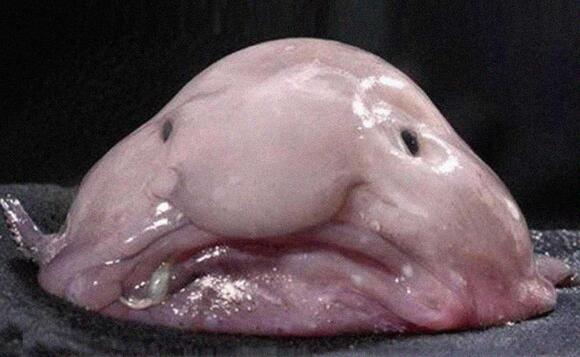 17 Hilarious-Looking Animals in the World - NewsBreak