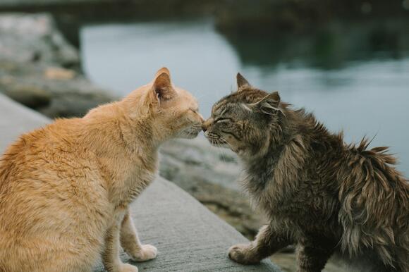 How Cats Use Scent to Communicate With Their Environment - NewsBreak