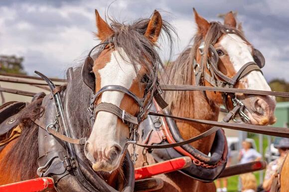 24 Types of Draft Horses Ranked By Their Enormous Size - NewsBreak
