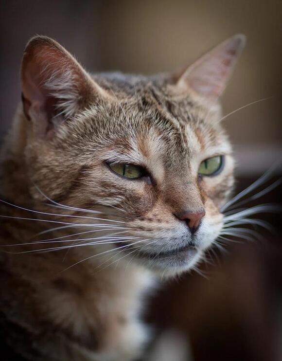 Why Cats Knock Things Over According to Behavior Experts - NewsBreak