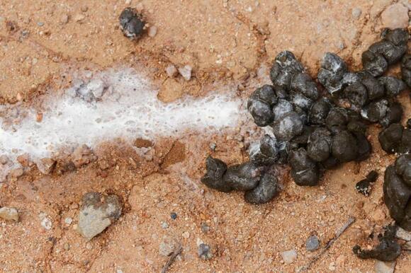 Discover 12 Smells That Skunks Absolutely Hate - NewsBreak