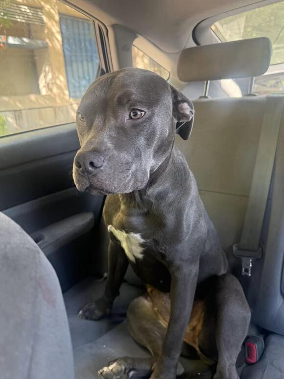 🐶 Playful, Gentle & Loyal Dogs Ready for Adoption in Sacramento - NewsBreak