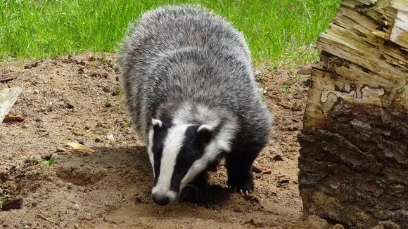 8 Small Animals Fearless Enough to Scare Off Large Predators - NewsBreak