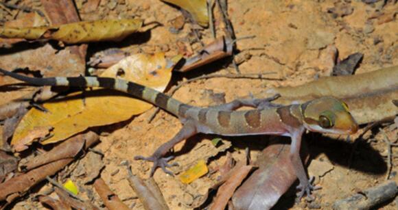 Meet the Sakaerat Bent-Toed Gecko: Thailand's Newest Species - NewsBreak