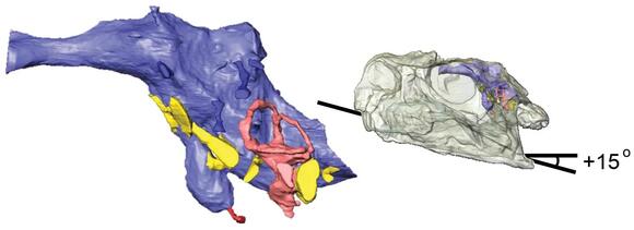 Advanced Imaging Reveals: Dinosaur Brains Were More Complex Than We ...