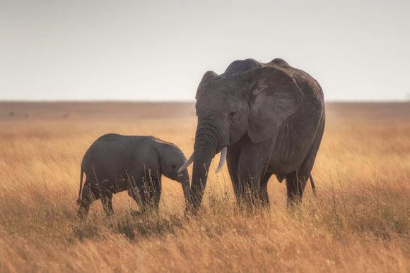 14 Creatures That Can Count, Solve, and Strategize - NewsBreak